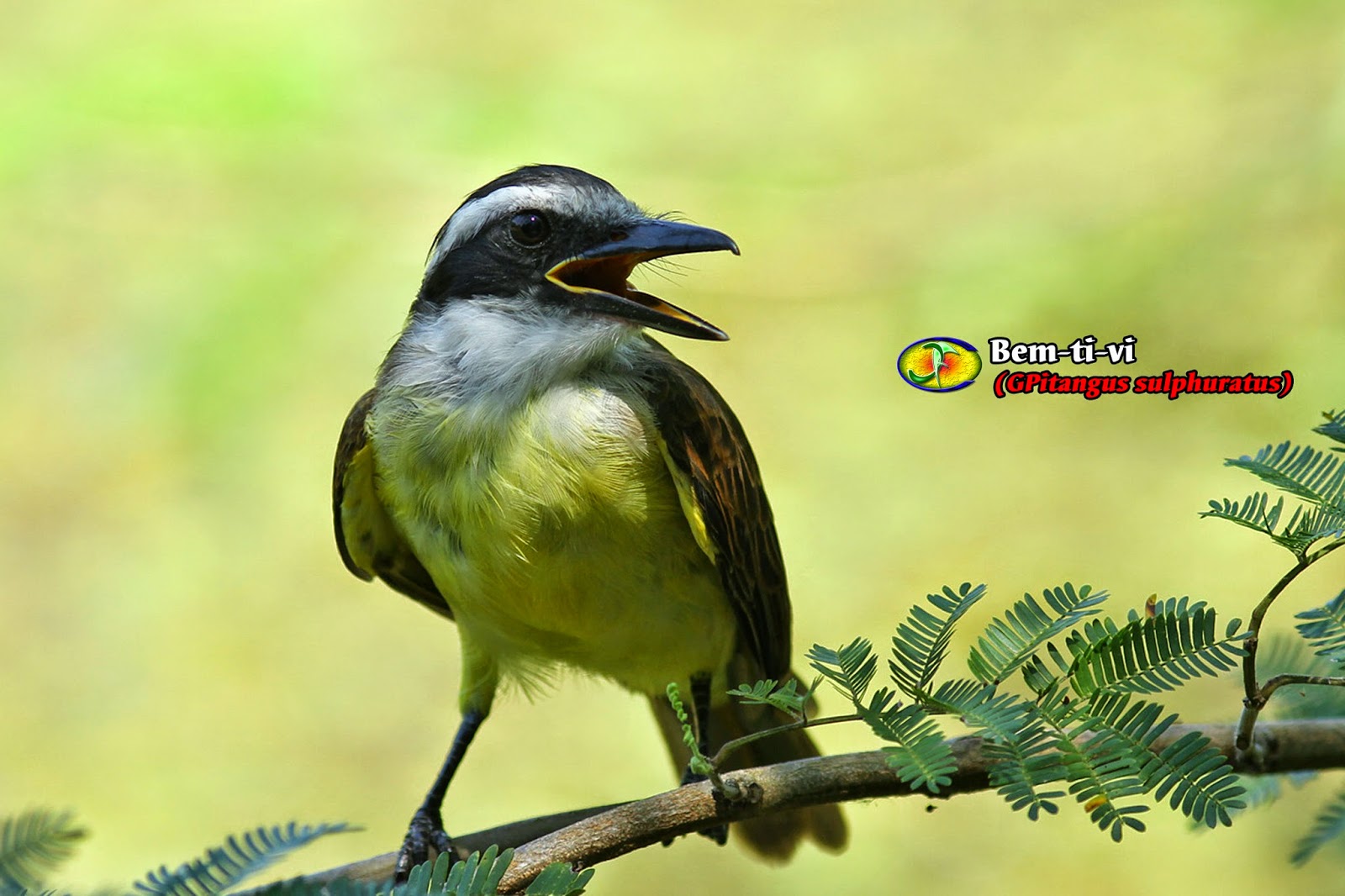 ORNITOLOGIA: Bem-ti-vi (Pitangus Sulphuratus)